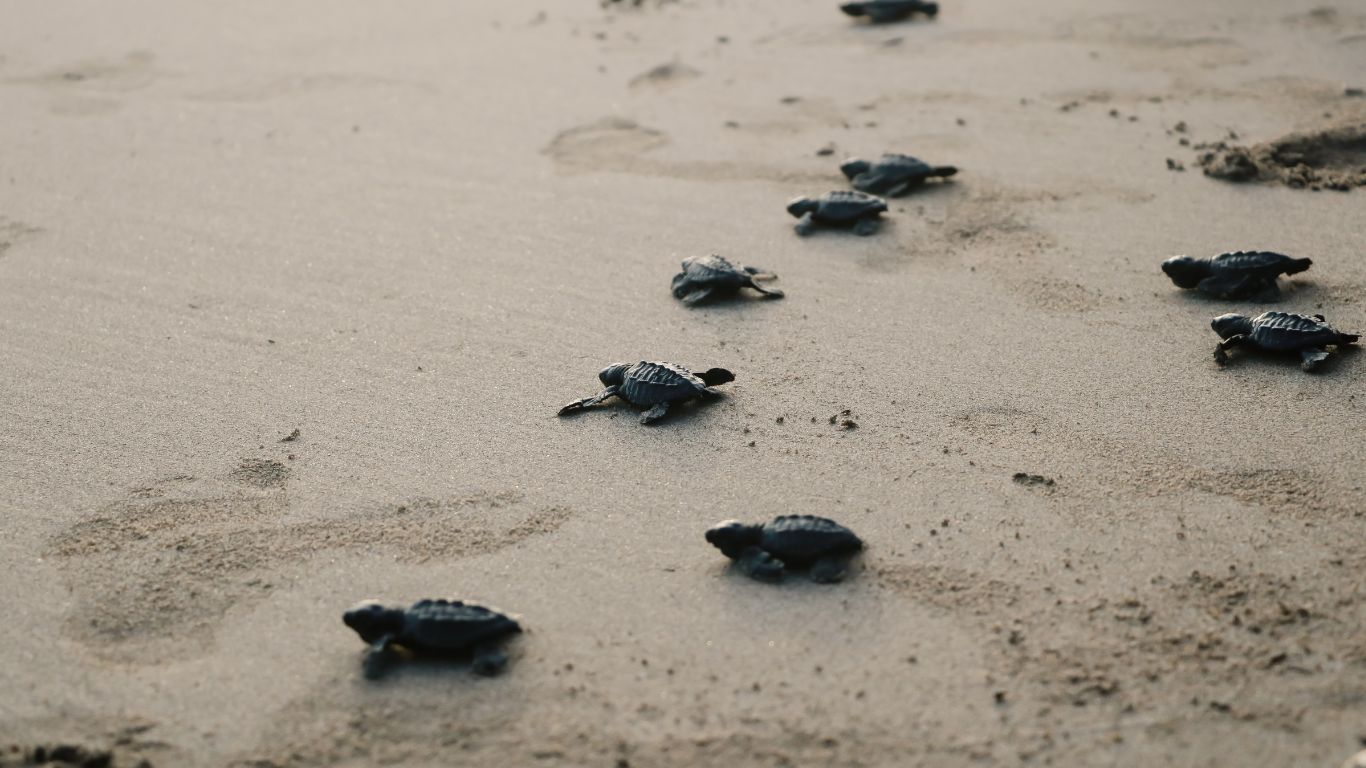 Witness Sea Turtle Magic in Akumal: Nesting & Hatching Guide | Akumal MX